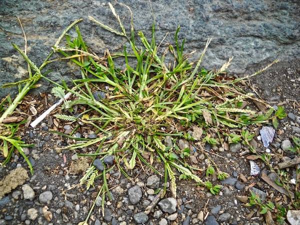 Goosegrass